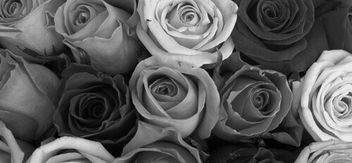 black-and-white-header-roses-headers-favim-com-2619505